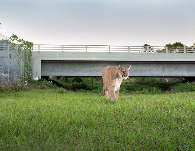 MAZ :: Informative 'Panther' Follows Straight And Narrow Path